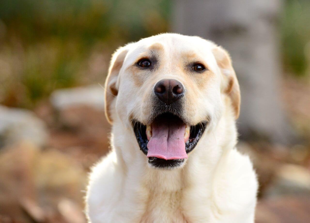 7 Mejores razas de perros - Todoparasumascota 2019 S.L.